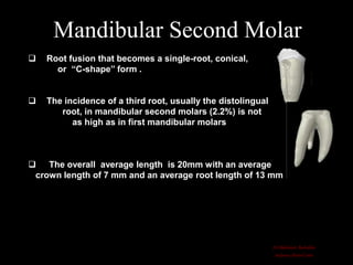 Root canal anatomy and configuration project mandibular teeth ...