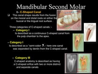 Root canal anatomy and configuration project mandibular teeth ...