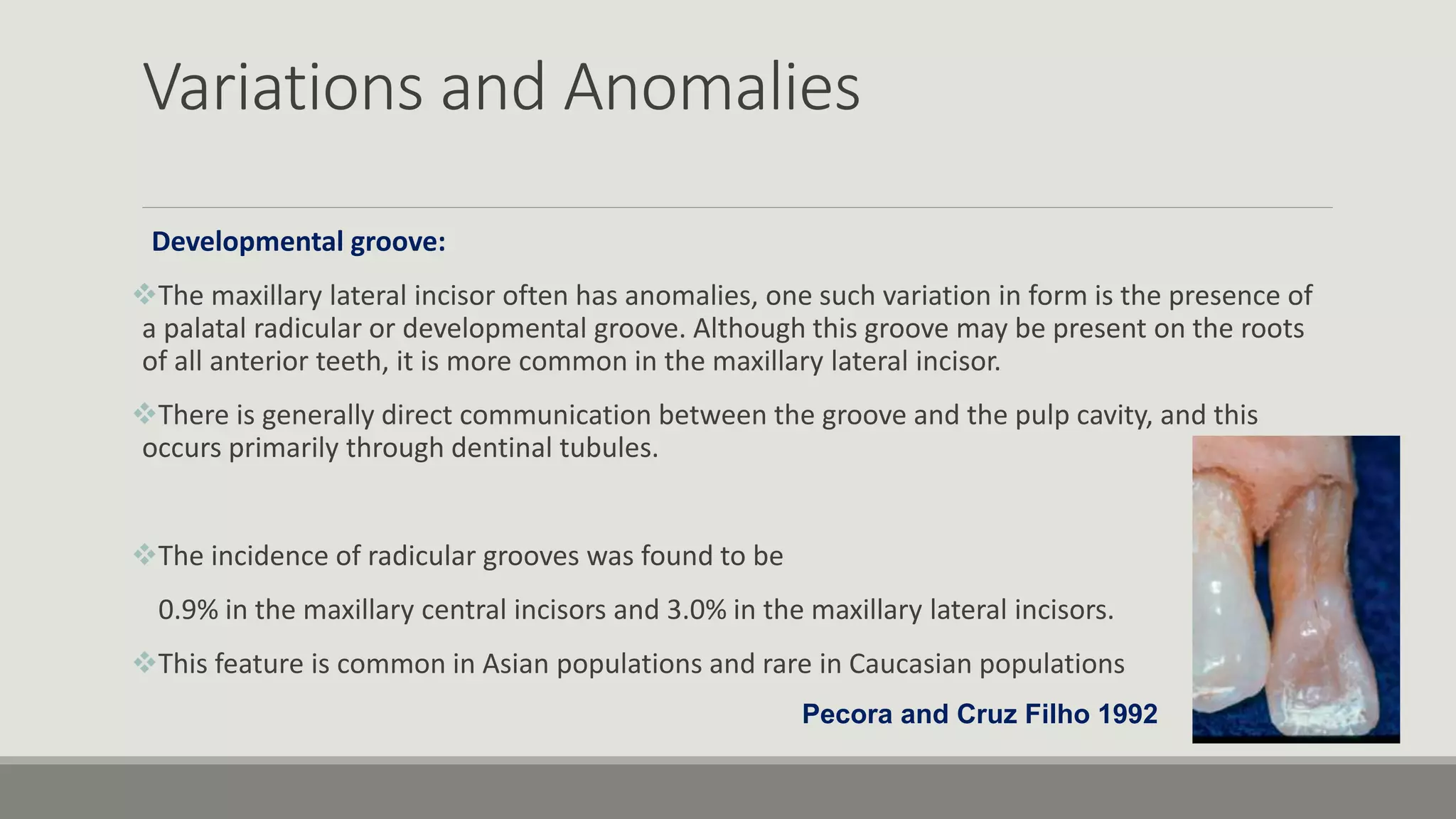 Root canal anatomy for anterior teeth | PPTX