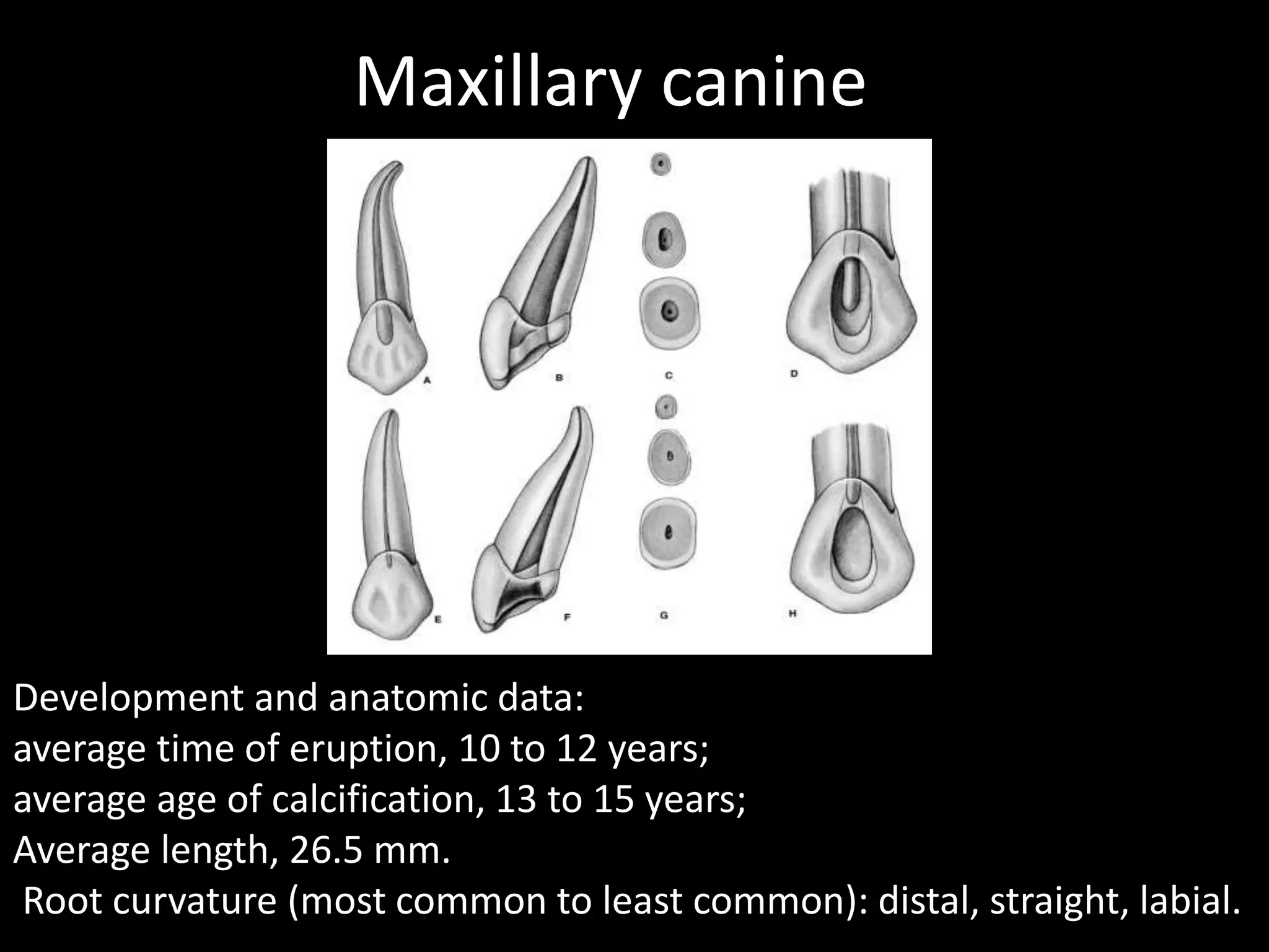 Root canal morphology nidhi | PPTX