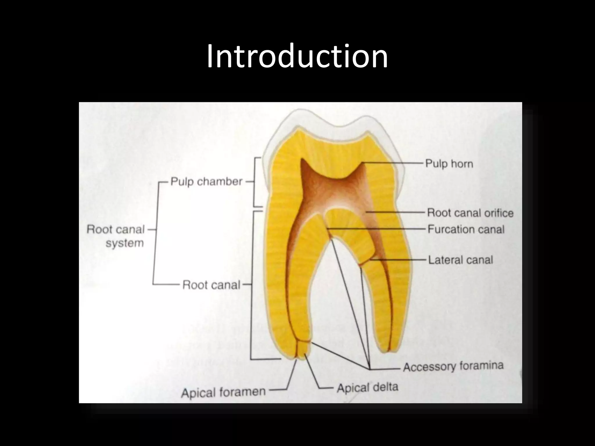 Root canal morphology nidhi | PPTX