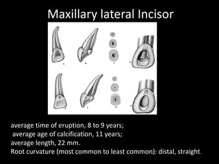 Root canal morphology nidhi | PPTX