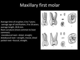 Root canal morphology nidhi | PPTX