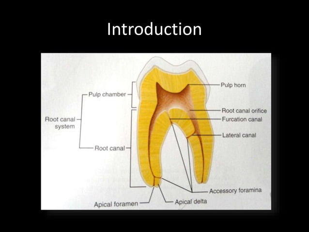 Root canal morphology nidhi | PPT