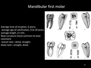 Root canal morphology nidhi | PPTX