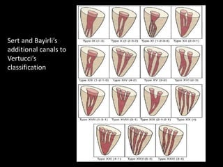 Root canal morphology nidhi | PPTX