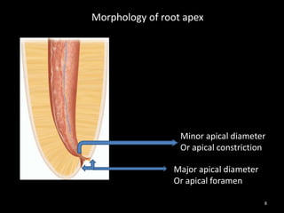 Root canal morphology nidhi | PPTX