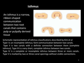 Root canal morphology nidhi | PPTX