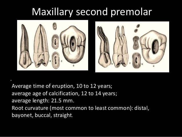 Root canal morphology nidhi