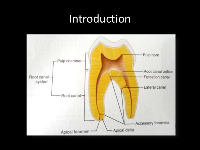Root canal morphology nidhi