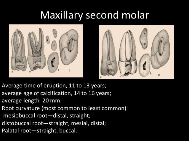 Root canal morphology nidhi