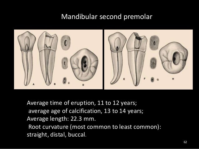 Root canal morphology nidhi