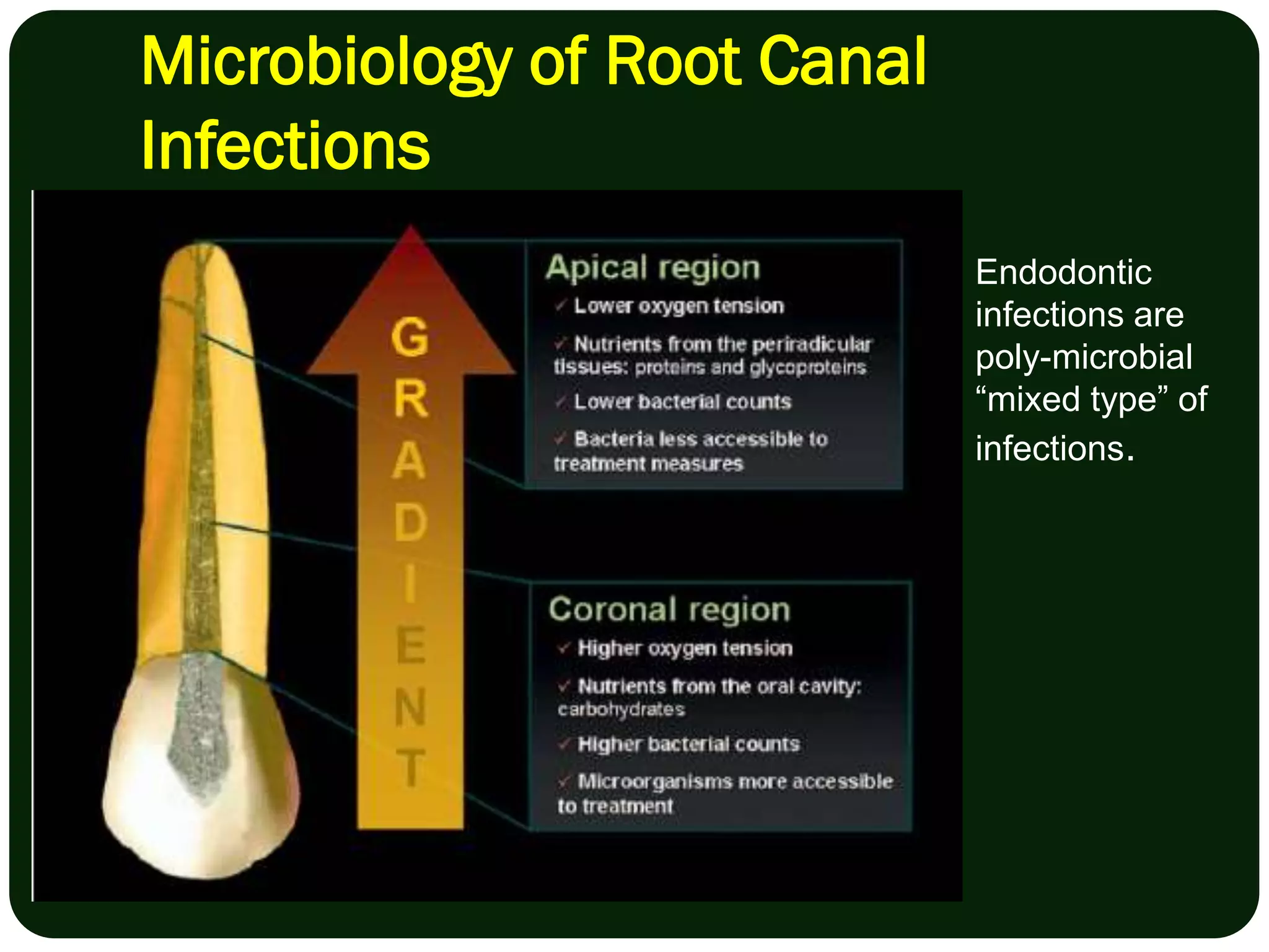 ROOT CANAL PROCEDURE.pdf