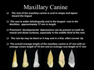 Root canals morphology and configurations - maxillary teeth | PPTX