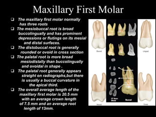 Root canals morphology and configurations - maxillary teeth | PPT