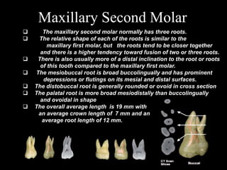 Root canals morphology and configurations - maxillary teeth | PPT