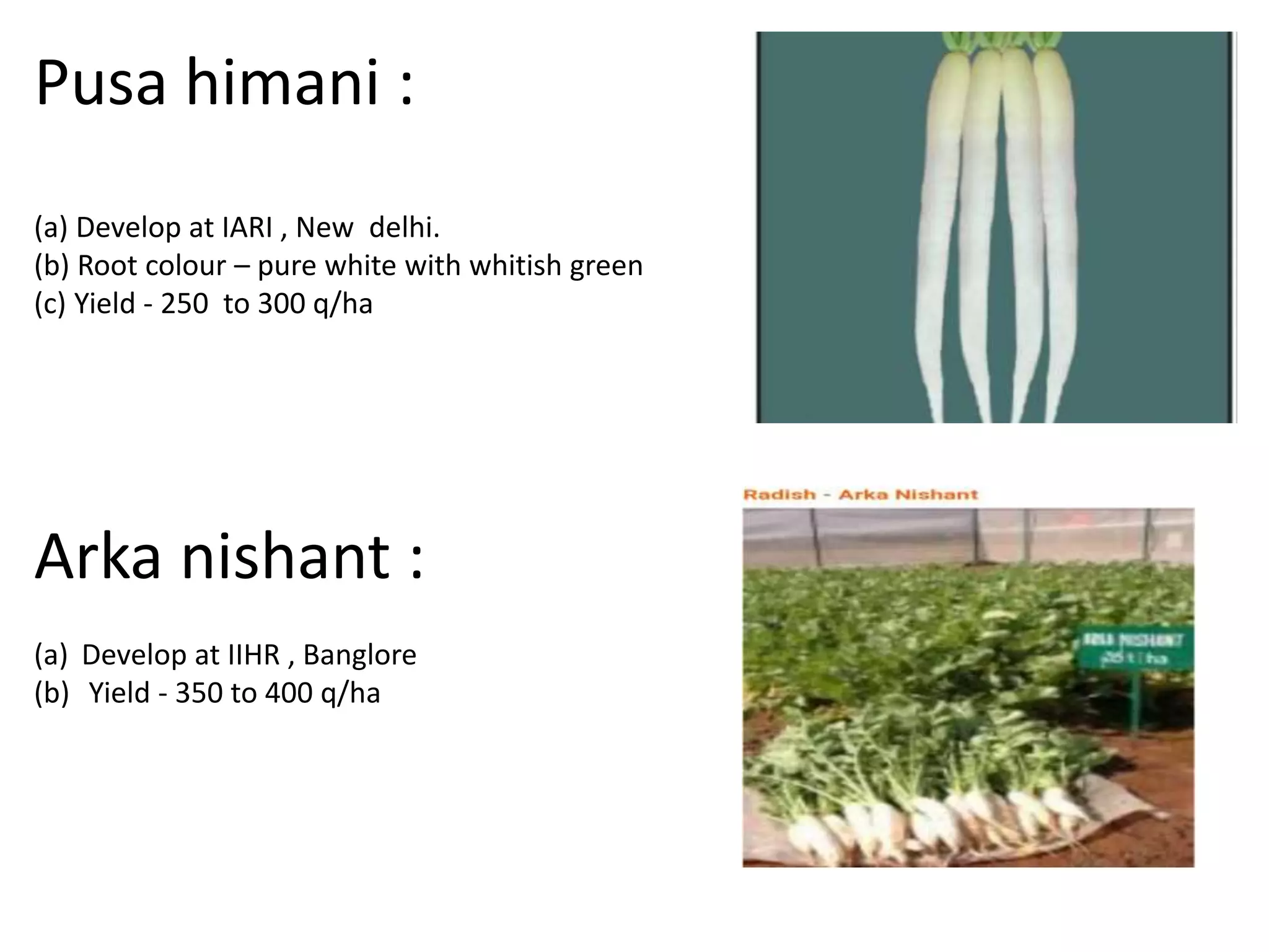 Production technology of root crops (Redish, Carrot) | PPTX