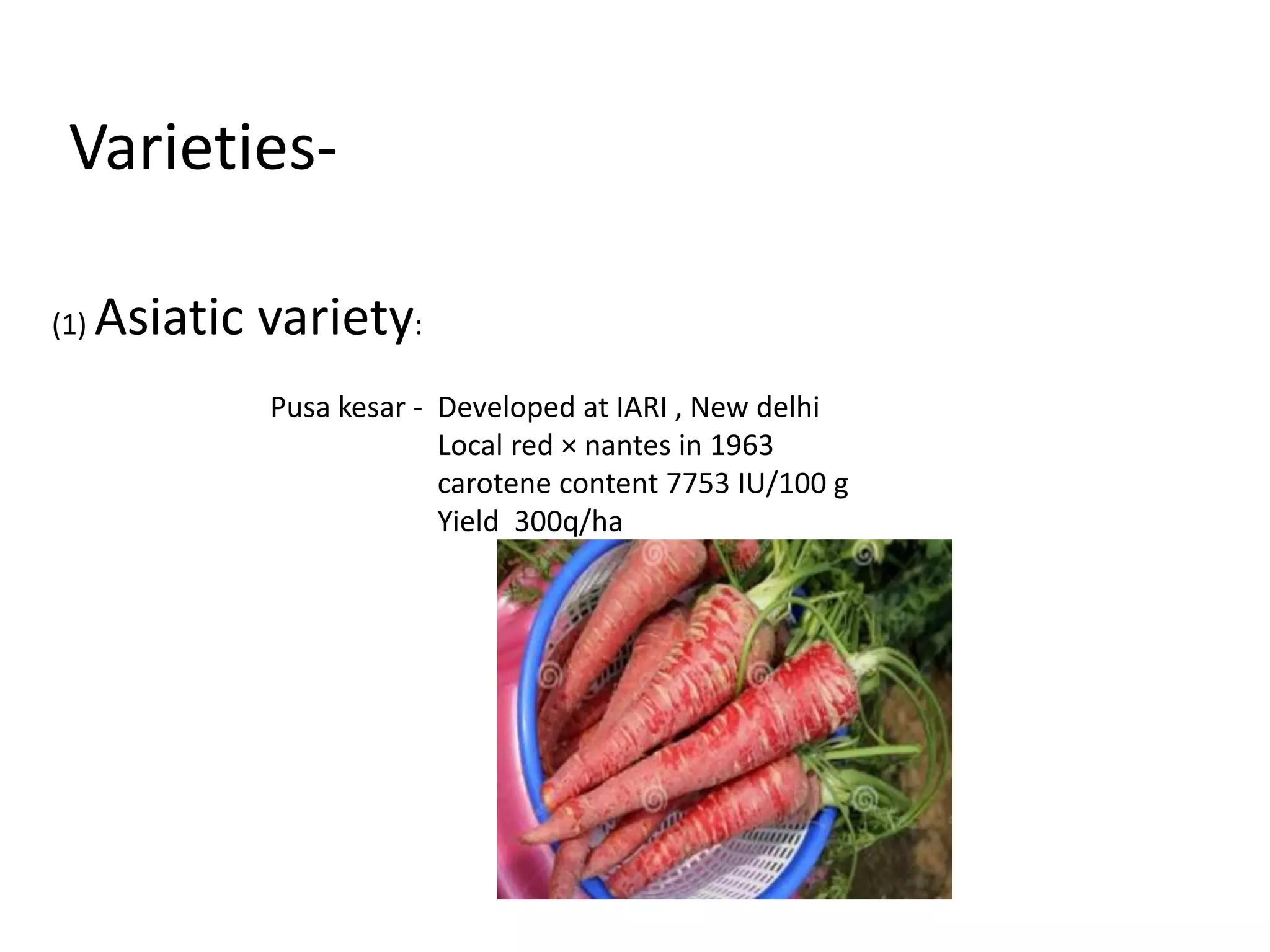 Production technology of root crops (Redish, Carrot) | PPTX