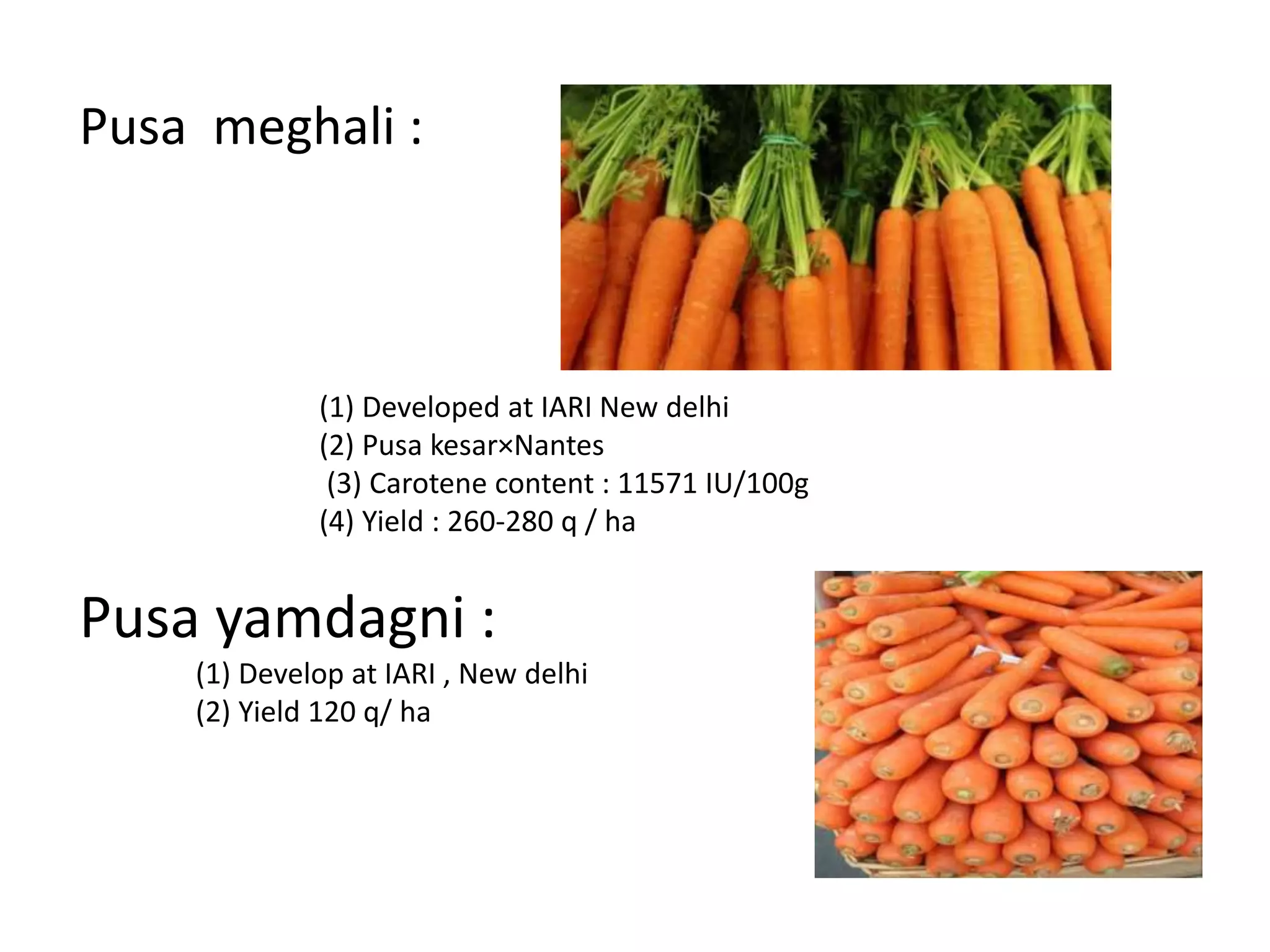 Production technology of root crops (Redish, Carrot) | PPTX
