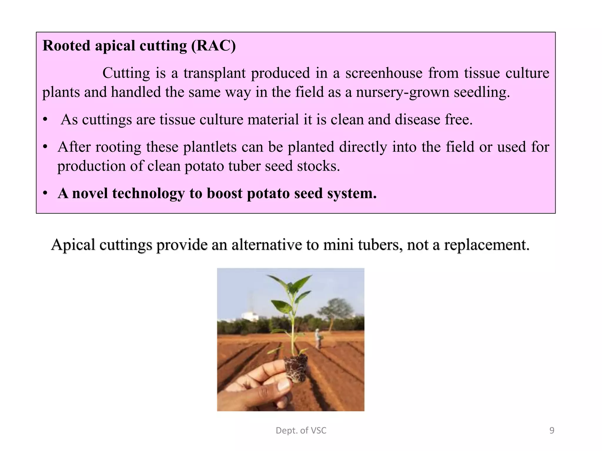 Rooted apical cutting in potato | PPTX