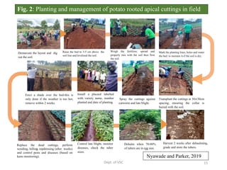 Rooted apical cutting in potato | PPTX