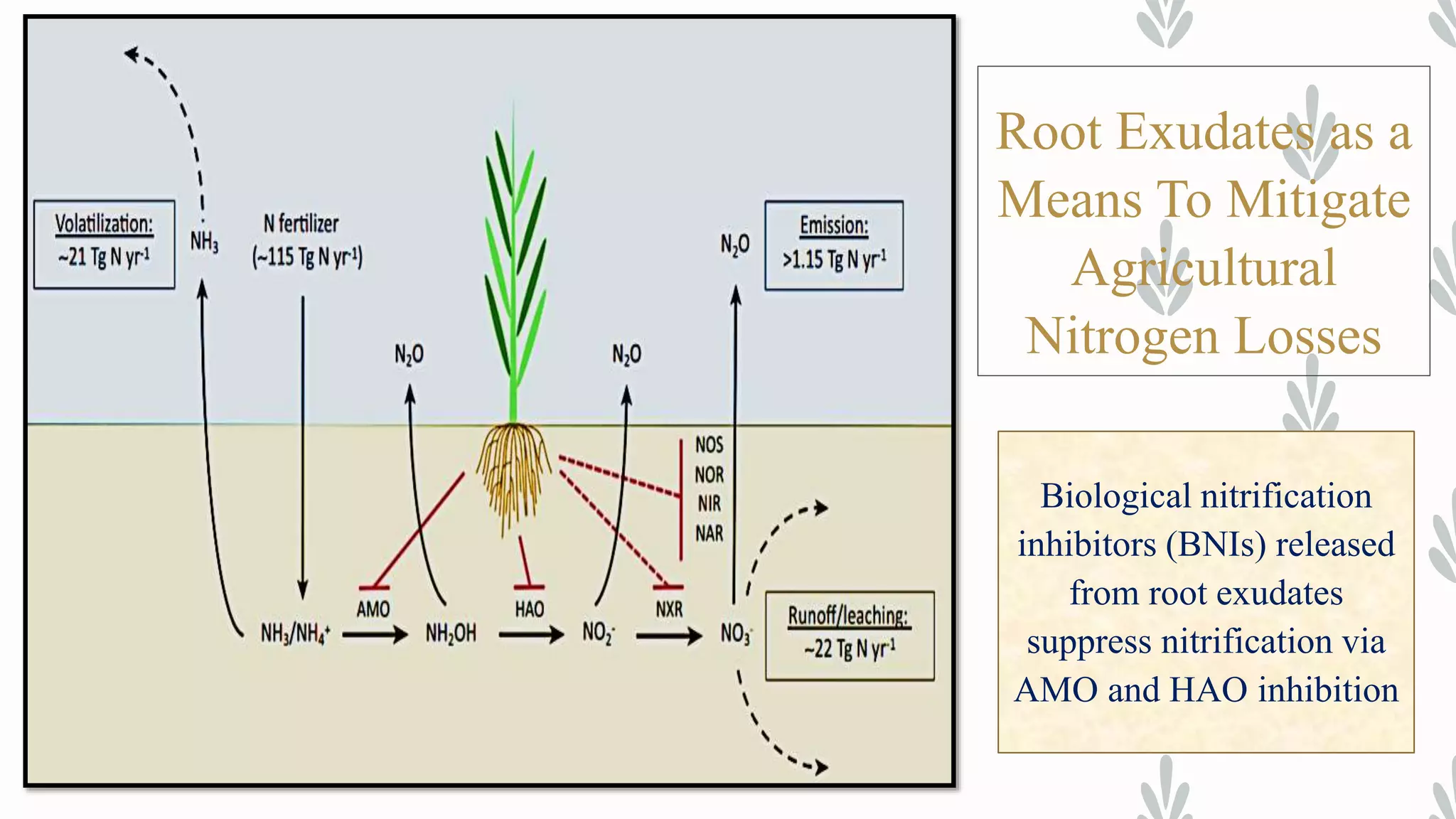 Root excudates and their role in nutrition | PPTX