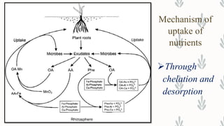 Root excudates and their role in nutrition | PPTX