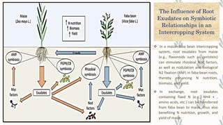 Root excudates and their role in nutrition | PPTX