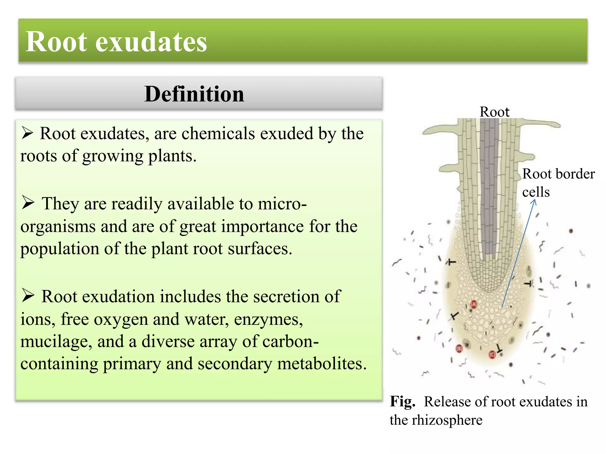 Root Exudates :Functions in plant-microbe interaction | PPTX