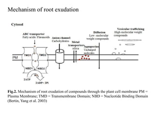 Root Exudates :Functions in plant-microbe interaction | PPTX
