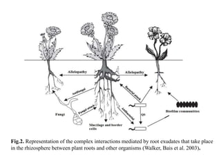 Root Exudates :Functions in plant-microbe interaction | PPTX