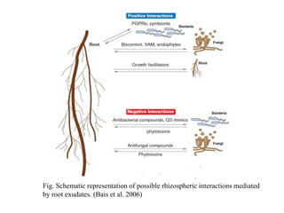 Root Exudates :Functions in plant-microbe interaction | PPTX