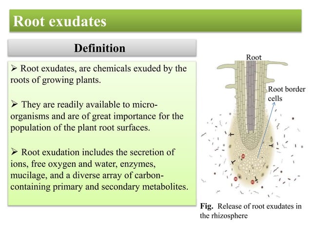 Root Exudates :Functions in plant-microbe interaction | PPTX ...