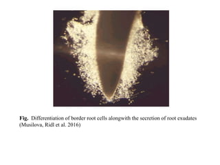 Root Exudates :Functions in plant-microbe interaction | PPTX