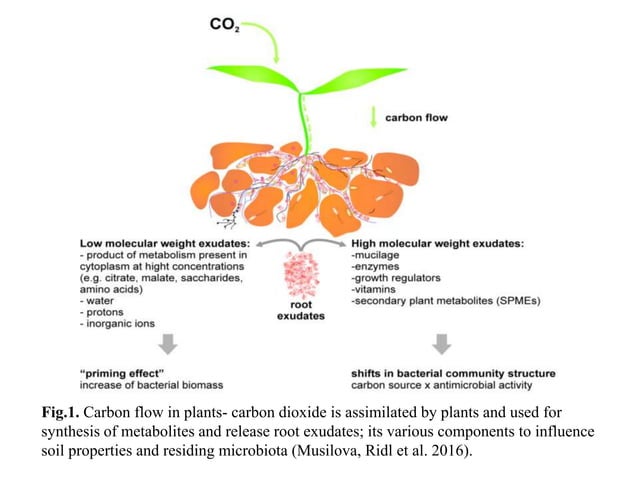 Root Exudates :Functions in plant-microbe interaction | PPTX ...