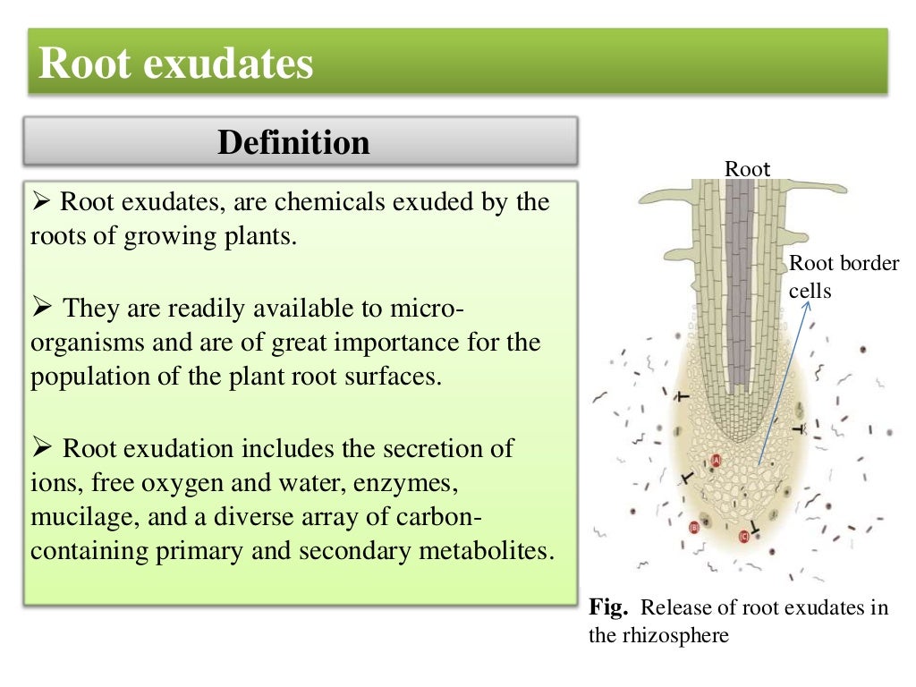 Root Exudates :Functions in plant-microbe interaction