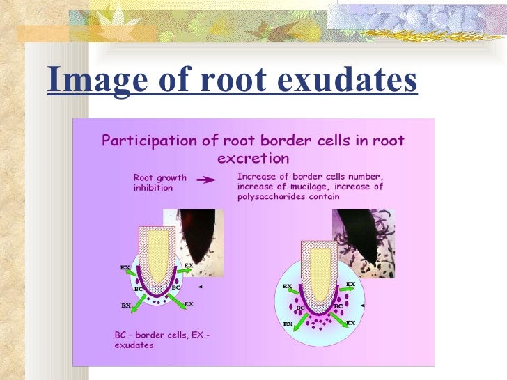 Root exudtes