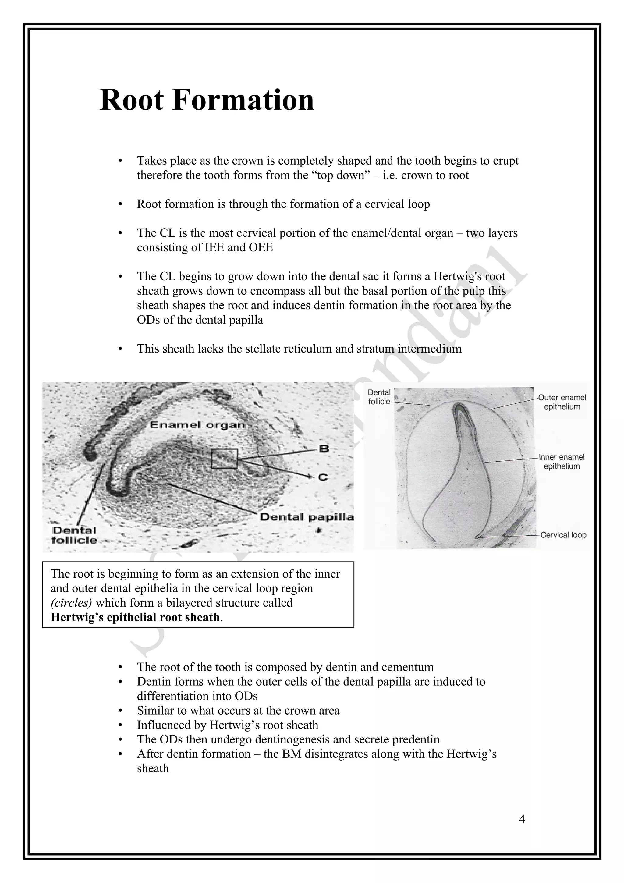 Root formation | DOC | Dental Health | Diseases and Conditions