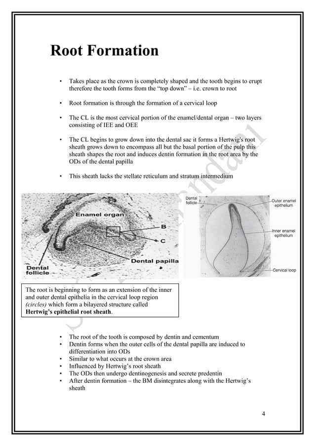 Root formation | DOC | Dental Health | Diseases and Conditions