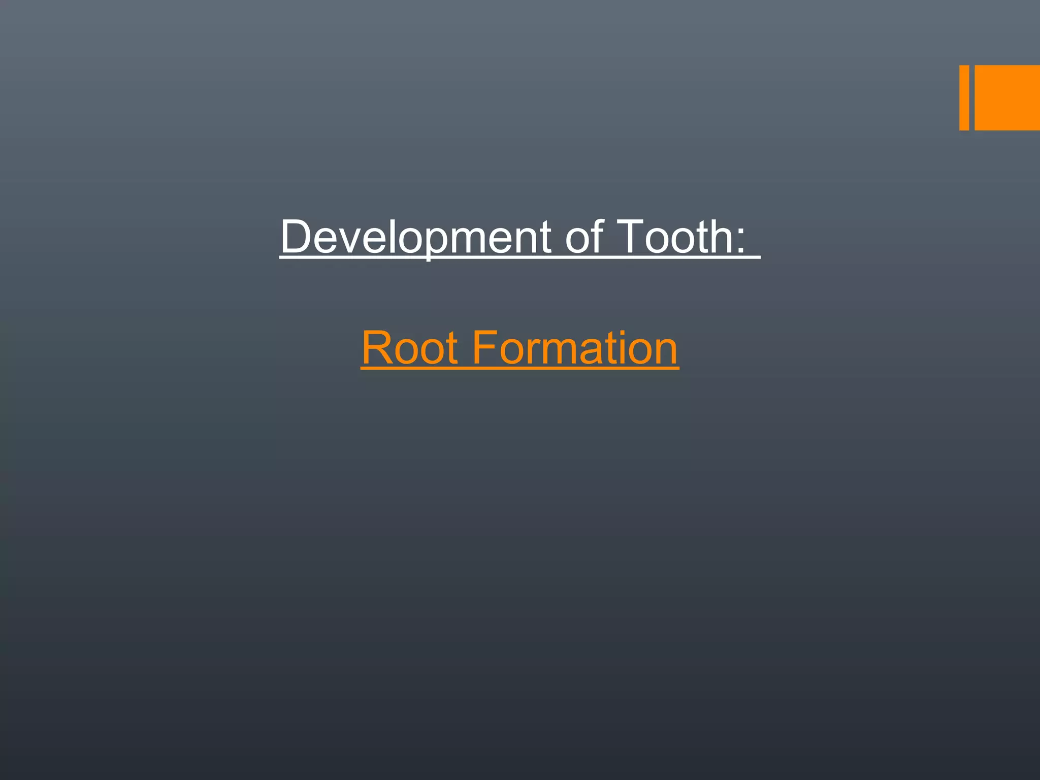 Root formation | PPT