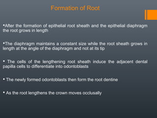 Root formation | PPT