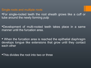 Root formation | PPT