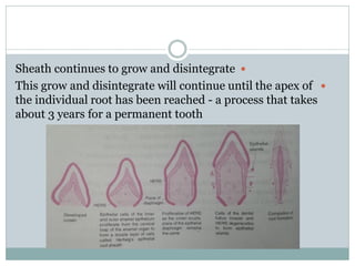root formation in single and multi rooted teeth oral histology lap | PDF