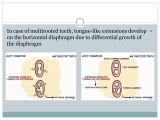 root formation in single and multi rooted teeth oral histology lap | PDF