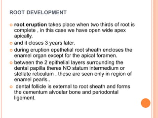 Root formation and periodontal ligament | PPT