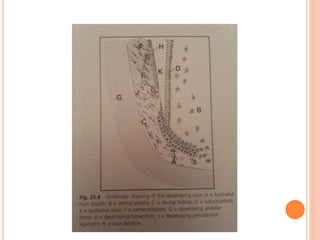 development of root, Root formation and periodontal ligament | PPTX