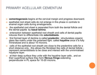 development of root, Root formation and periodontal ligament | PPTX