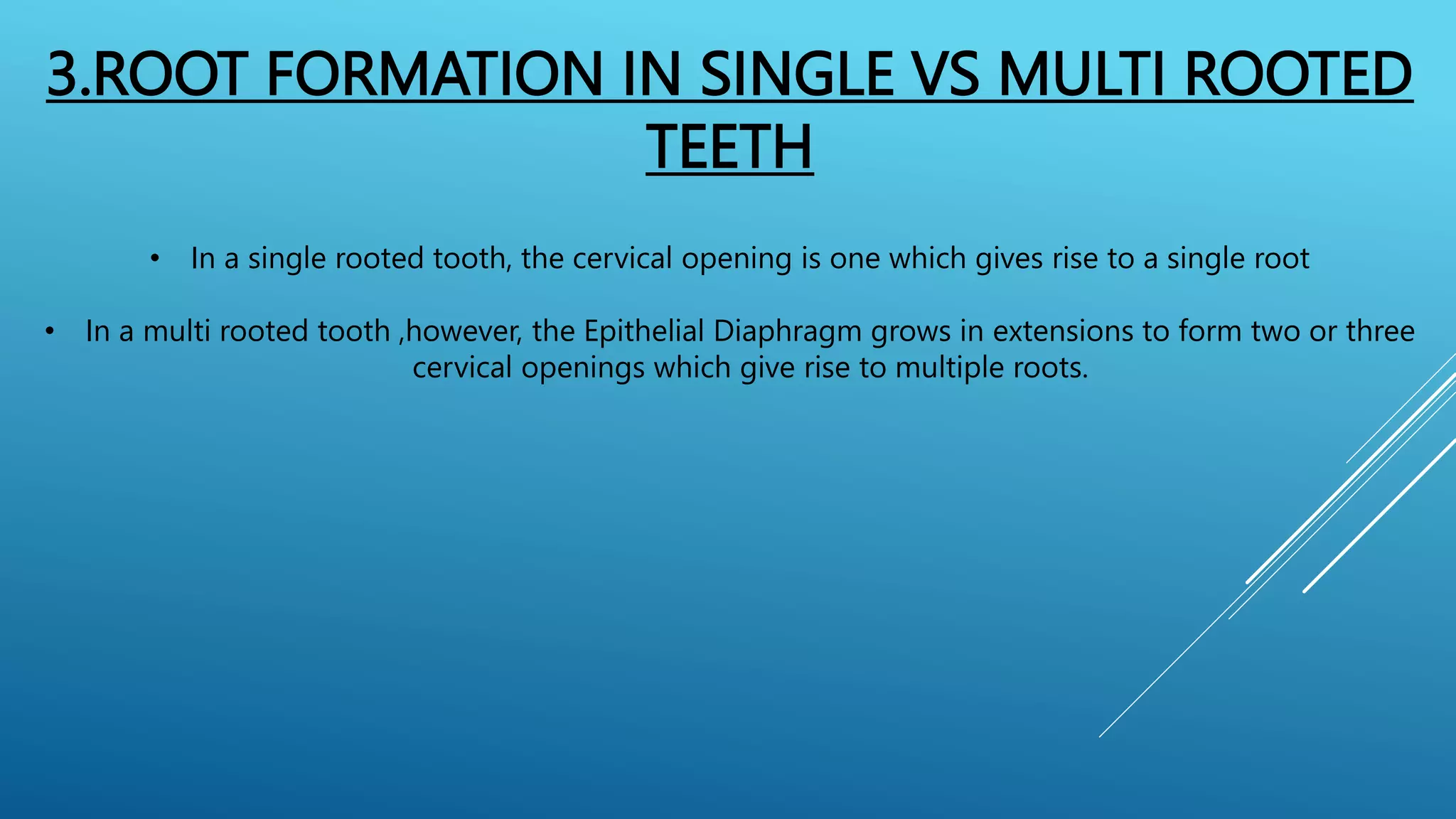 ROOT FORMATION OF A TOOTH DURING ODONTOGENESIS (1).pptx