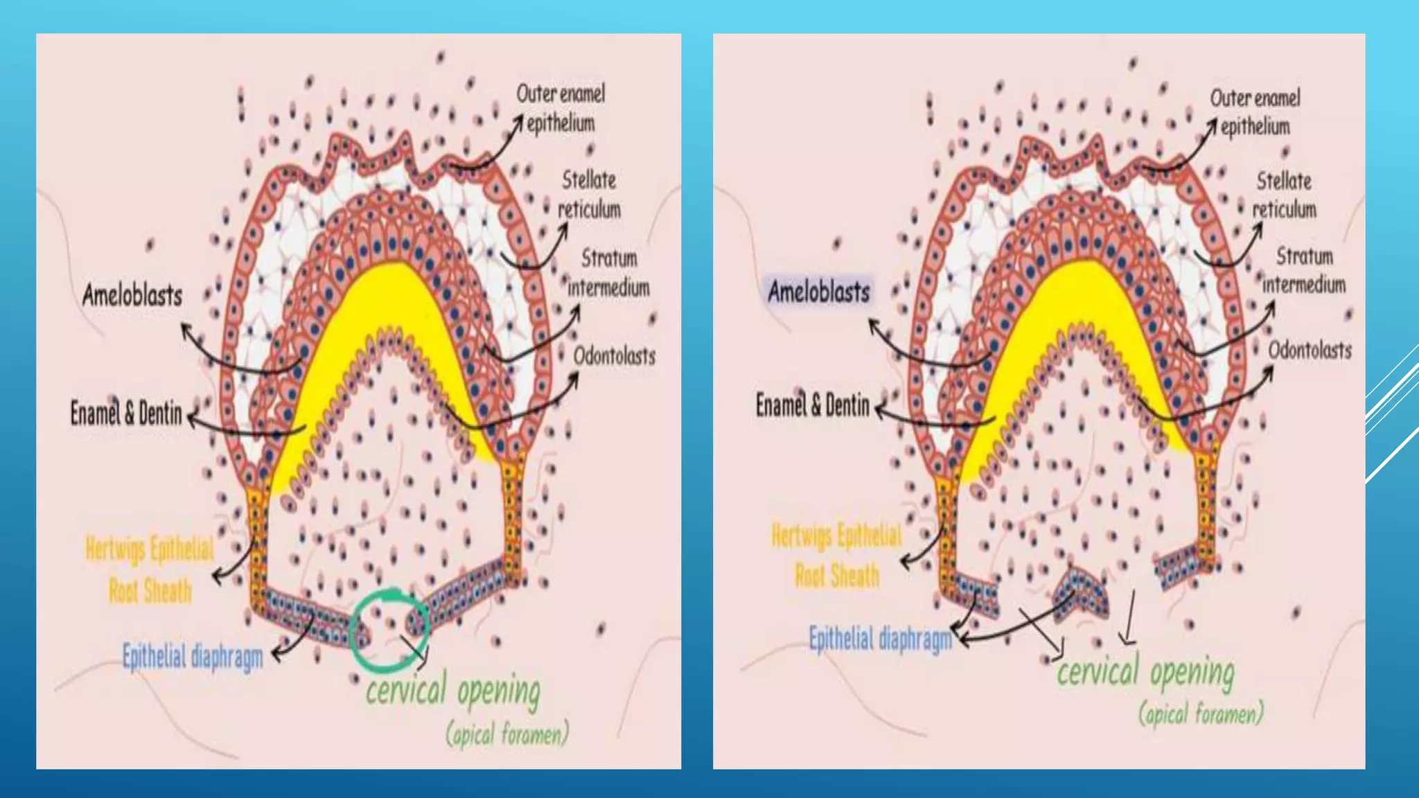 ROOT FORMATION OF A TOOTH DURING ODONTOGENESIS (1).pptx