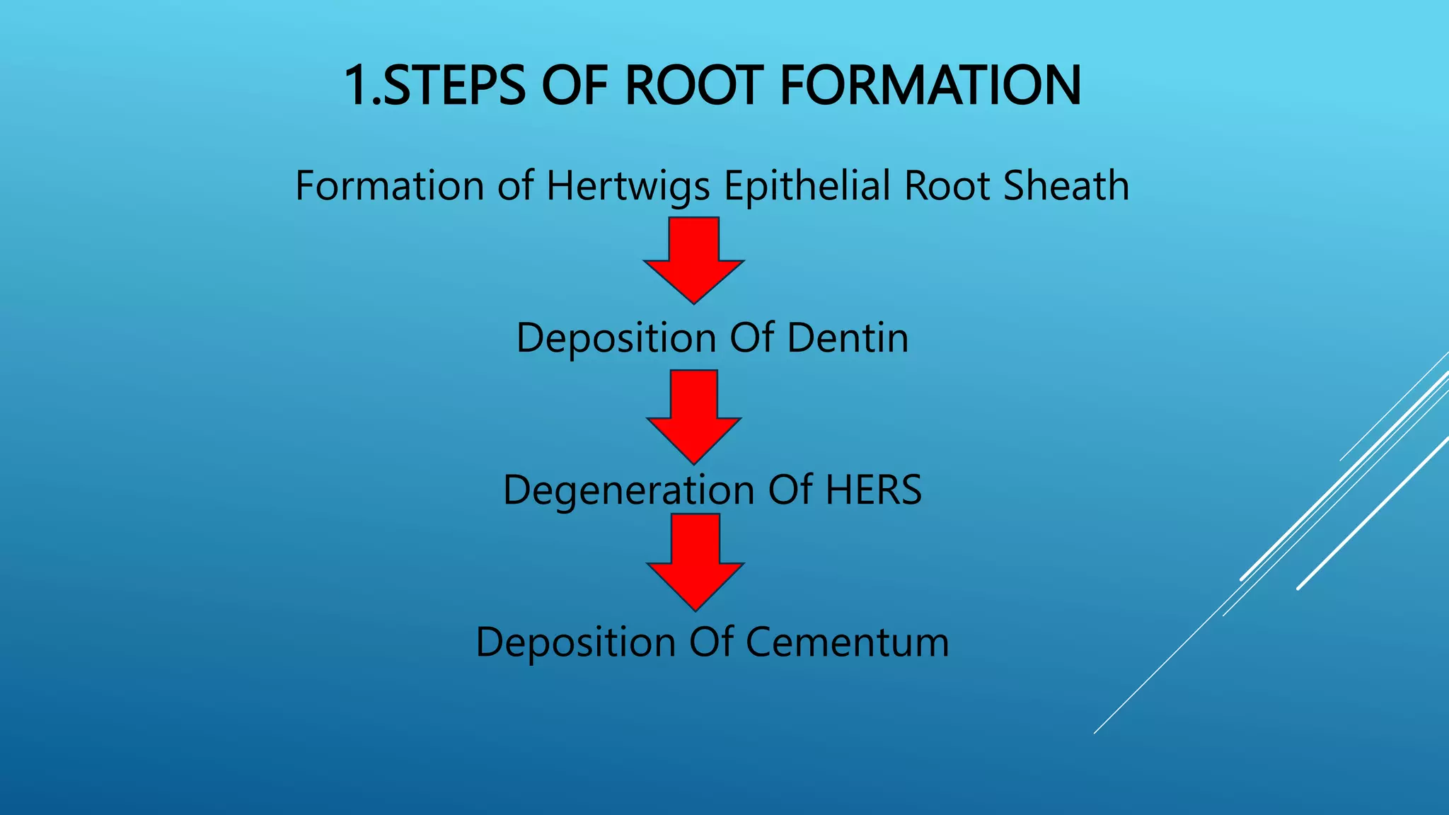 ROOT FORMATION OF A TOOTH DURING ODONTOGENESIS (1).pptx